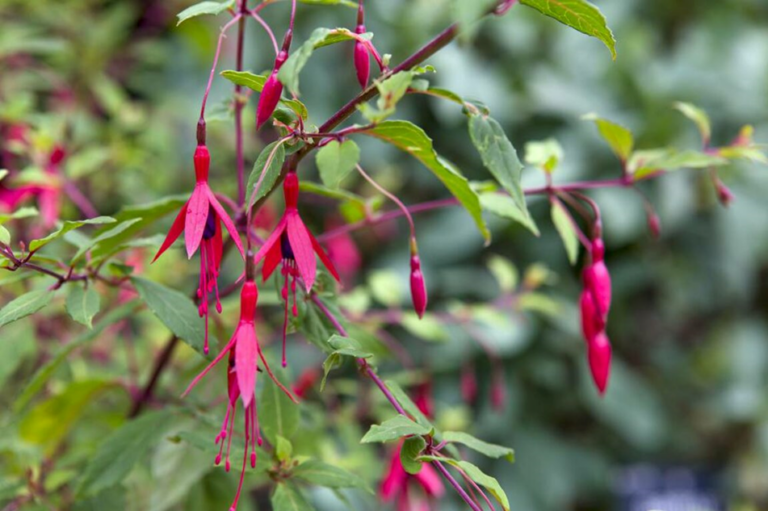 Deze winterharde fuchsia’s zijn een sieraad voor je tuin – Floralia-Bennekom