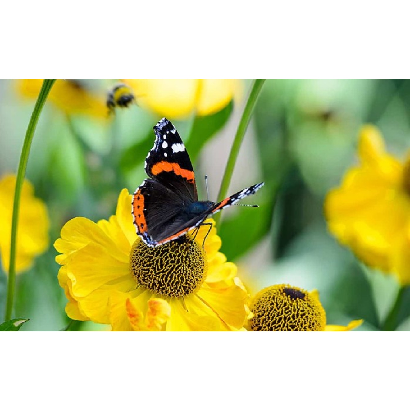 Vlinders in de tuin: bekijk 13 soorten (met foto’s en tips) – Floralia ...
